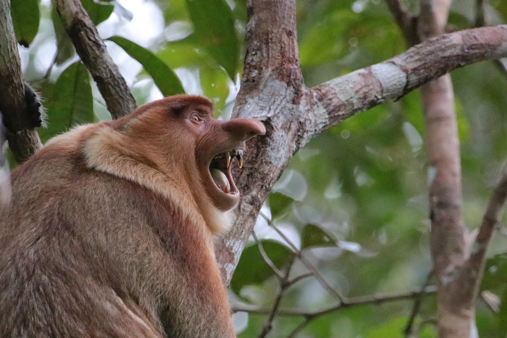 Nasenaffe (Nasalis larvatus) Foto & Bild | natur, affen, tiere Bilder ...