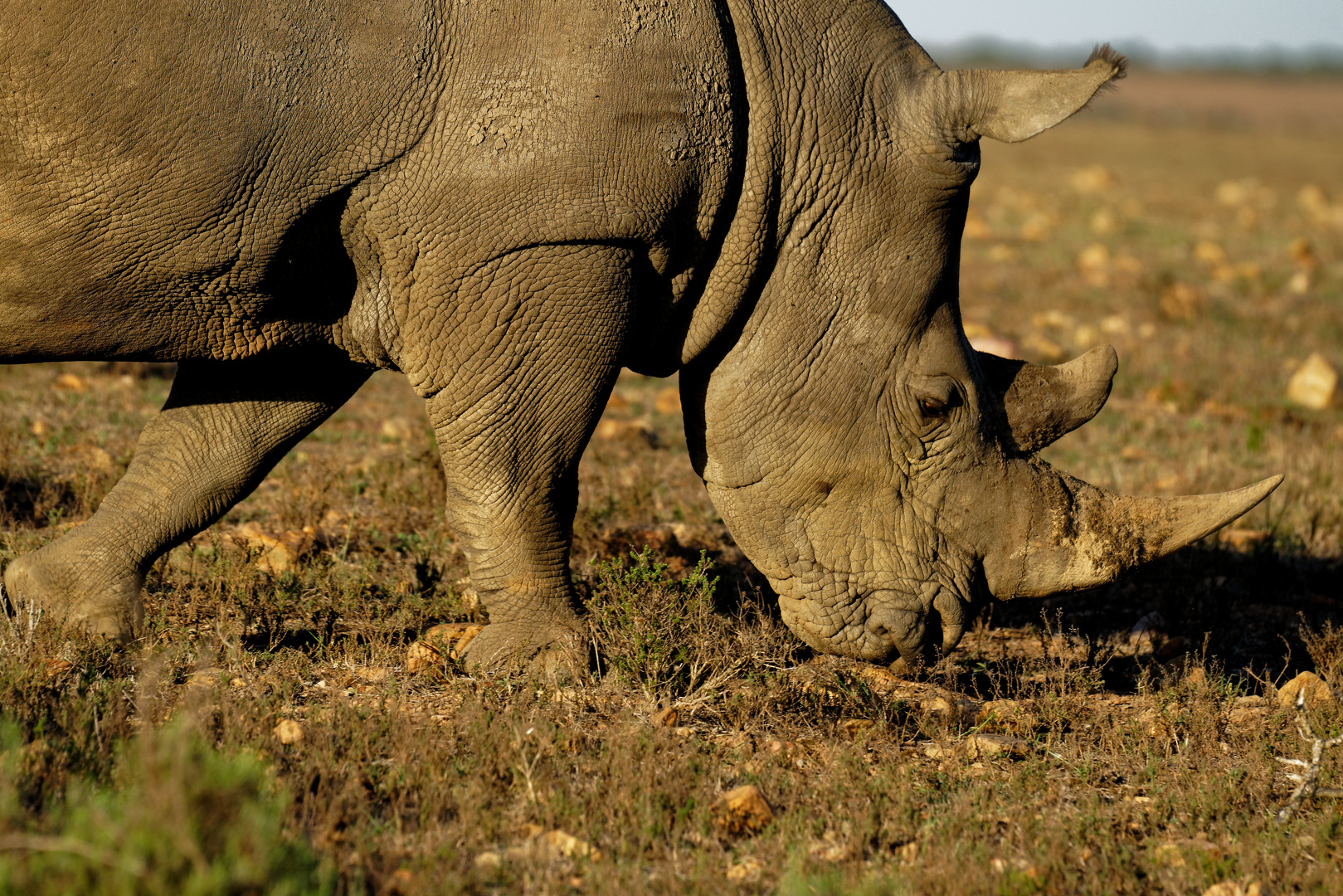 NASHORN Foto & Bild | africa, southern africa, tiere Bilder auf ...