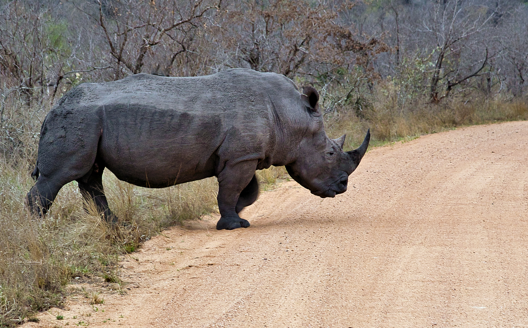 Nashorn Foto & Bild | world, south africa, afrika Bilder auf fotocommunity