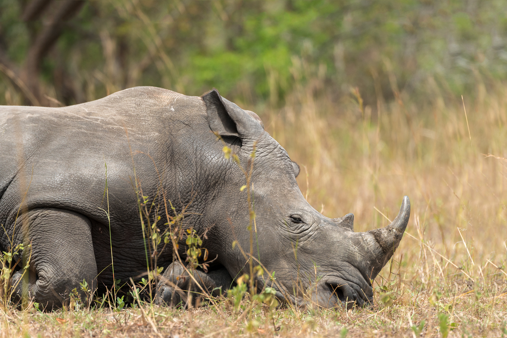 Nashorn Foto & Bild | uganda - ruanda, natur, afrika Bilder auf ...