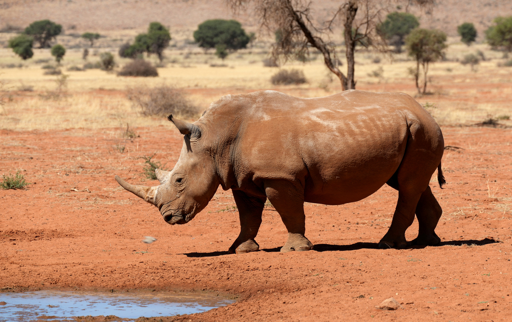 Nashorn Foto & Bild | africa, southern africa, namibia Bilder auf ...