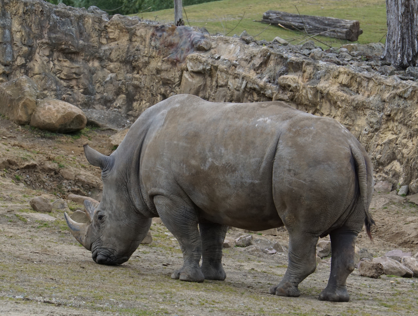 Nashorn Foto & Bild | fun, zoom, zoo Bilder auf fotocommunity