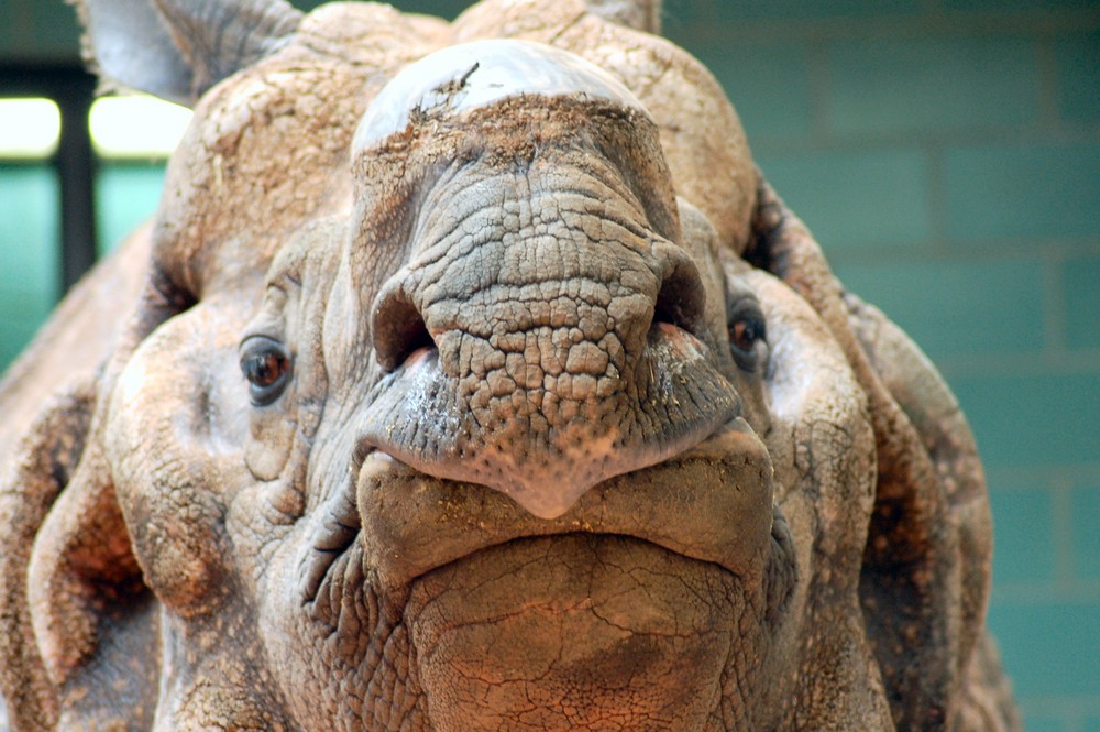 Nashorn Foto & Bild | tiere, zoo, wildpark & falknerei, säugetiere ...