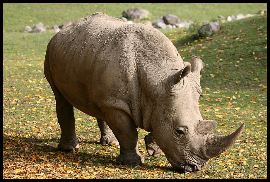 Nashorn Foto & Bild | tiere, zoo, wildpark & falknerei, säugetiere ...