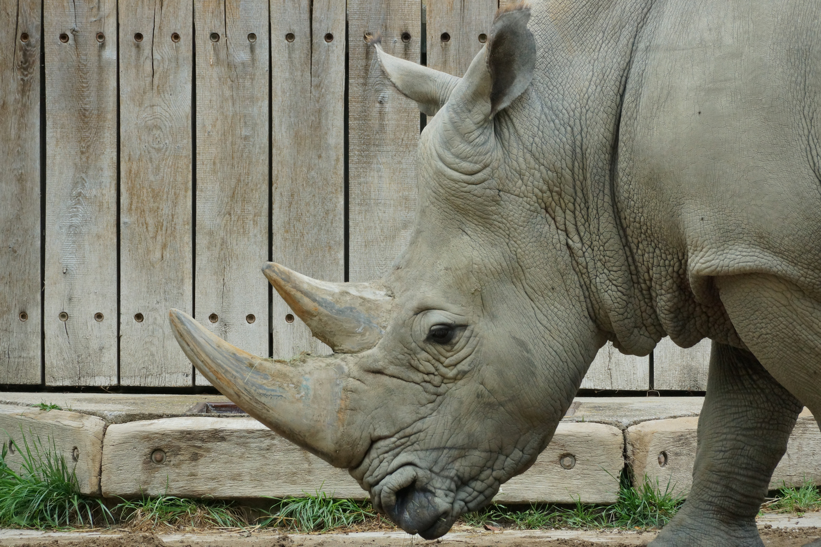 Nashorn Foto & Bild | natur, zoo, tiere Bilder auf fotocommunity