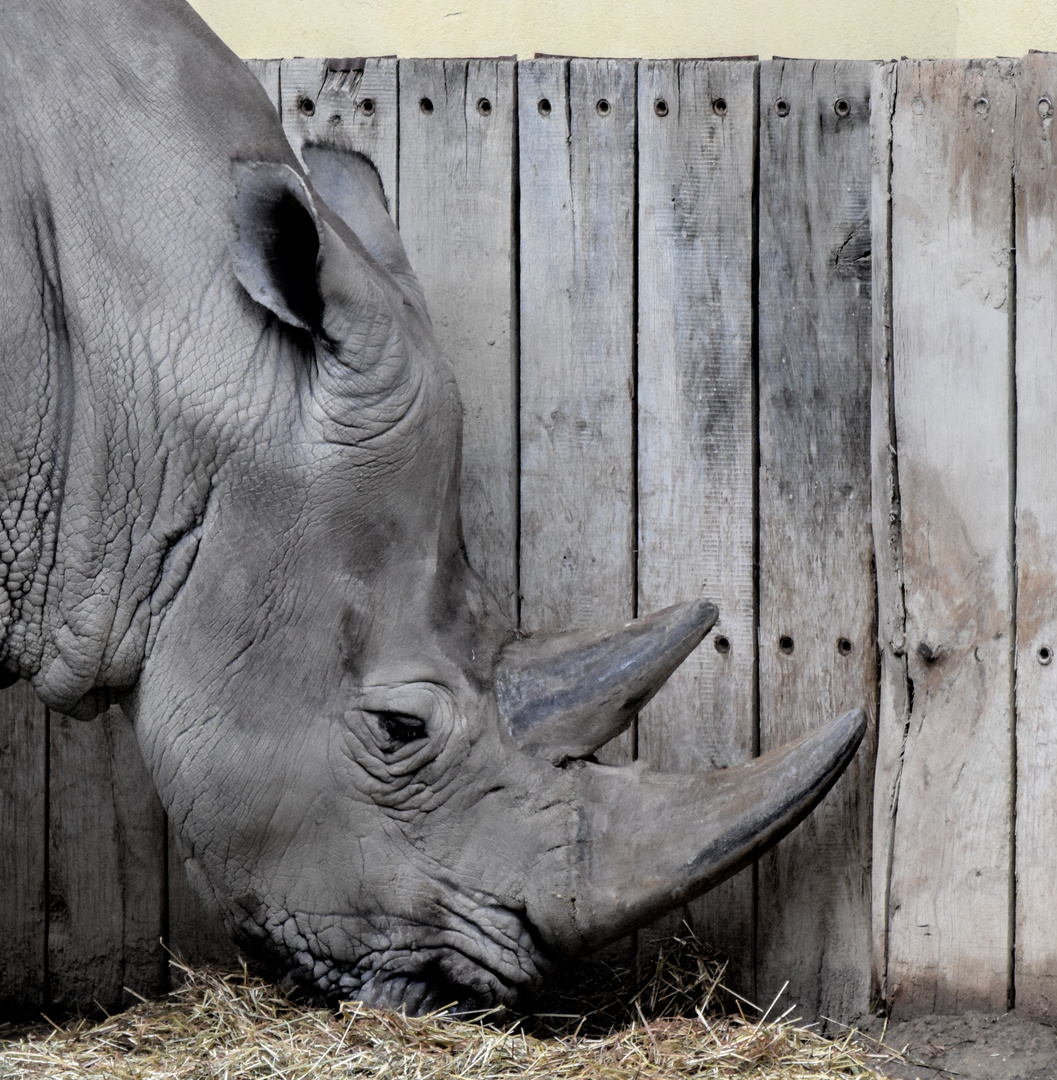 Nashorn. Foto & Bild | münster, zoo, tiere Bilder auf fotocommunity