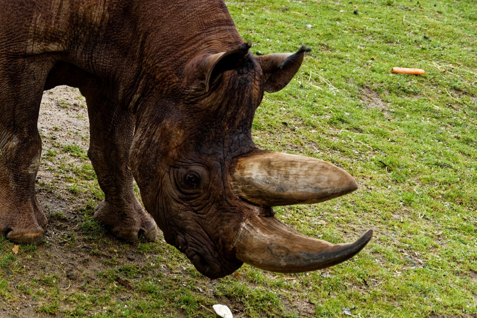 Nashorn Foto & Bild | tiere, zoo, wildpark & falknerei, säugetiere ...