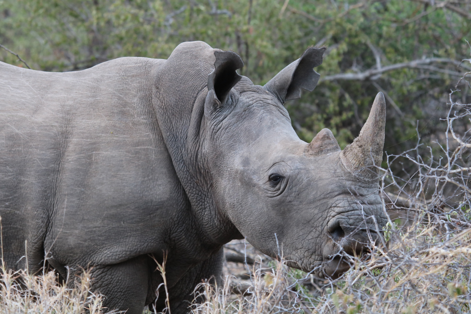Nashorn Foto & Bild | fotos, outdoor, natur Bilder auf fotocommunity