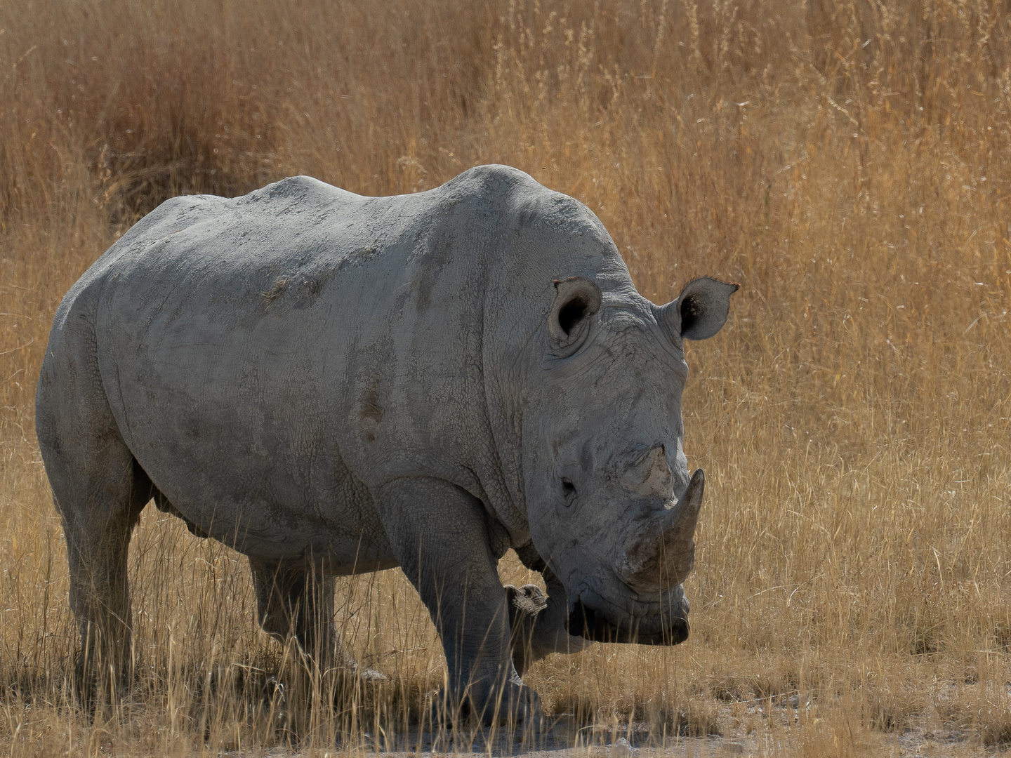 nashorn Foto & Bild | africa, southern africa, namibia Bilder auf ...