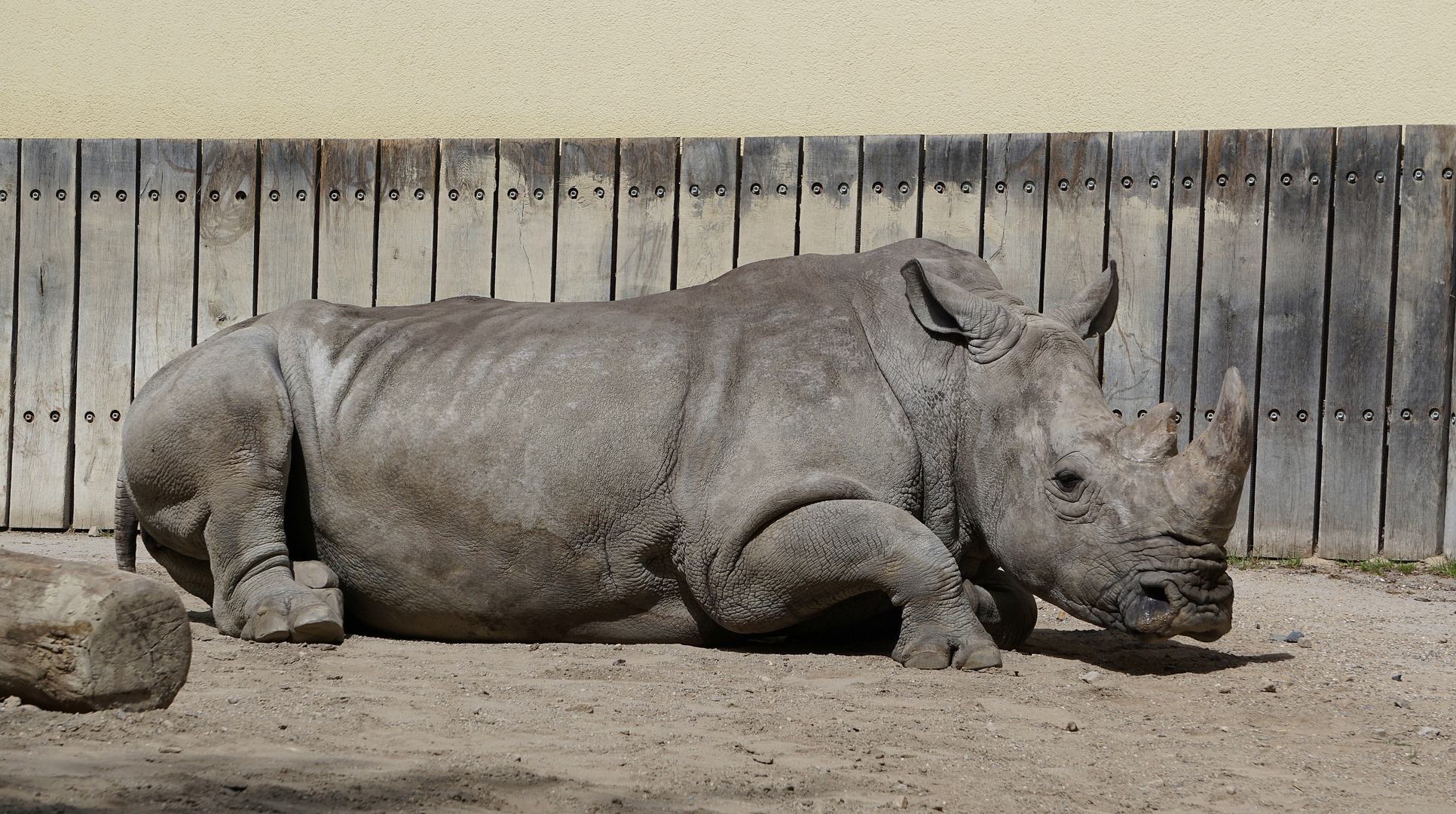Nashorn Foto & Bild | natur, münster, zoo Bilder auf fotocommunity