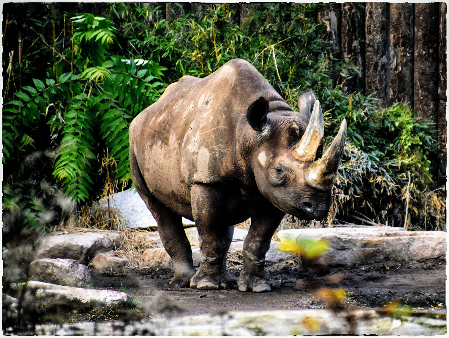 Nashorn Foto & Bild | natur, zoo, tiere Bilder auf fotocommunity