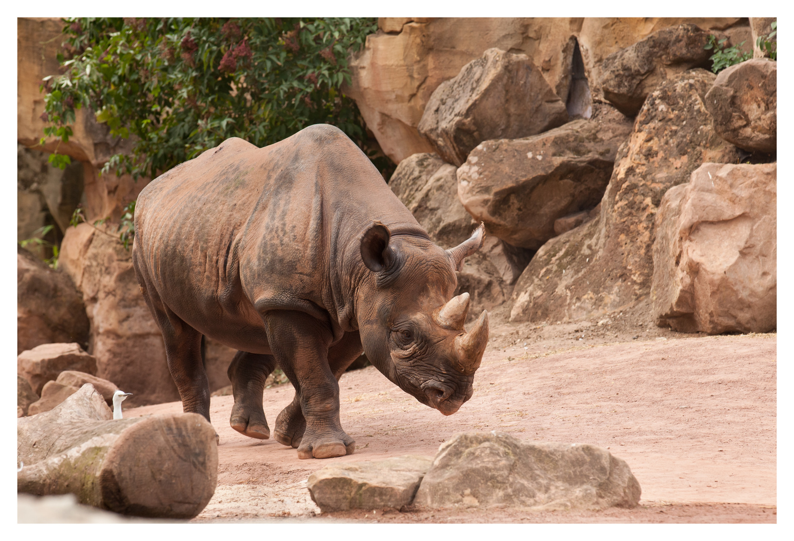 Nashorn Foto & Bild | tiere, zoo, wildpark & falknerei, natur Bilder ...