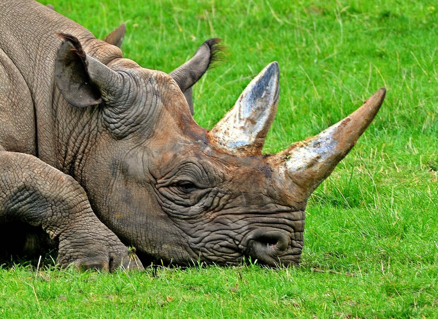 Nashorn Portrait Foto & Bild | fotos, natur, zoo Bilder auf fotocommunity