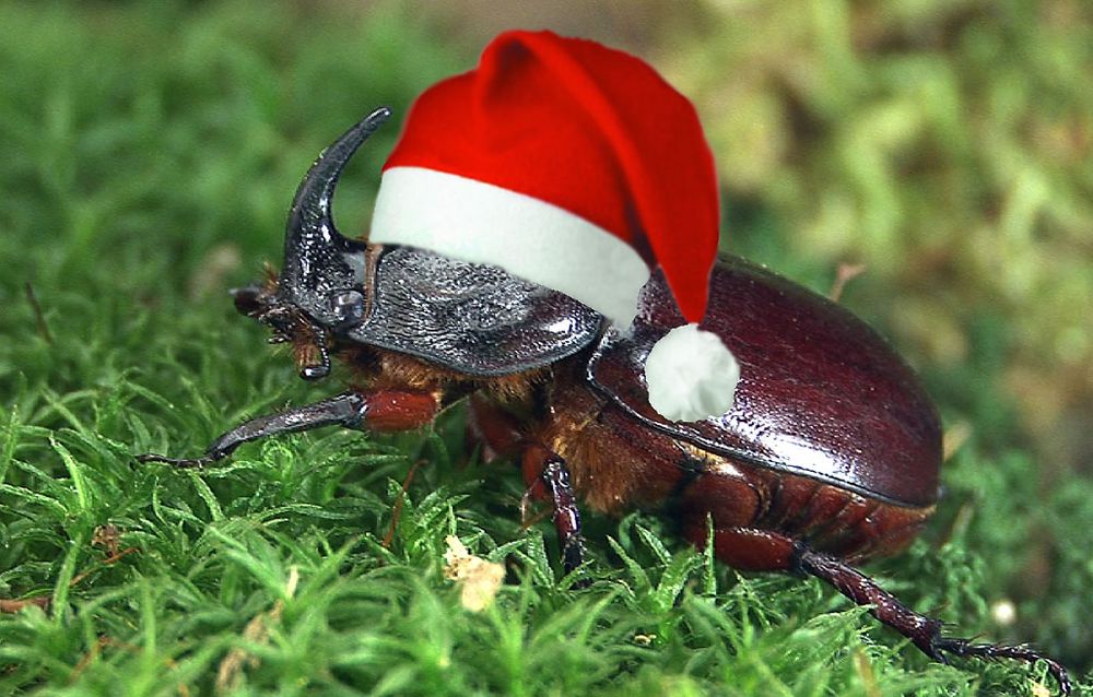 Nasilaus Foto & Bild | tiere, wildlife, insekten Bilder auf fotocommunity