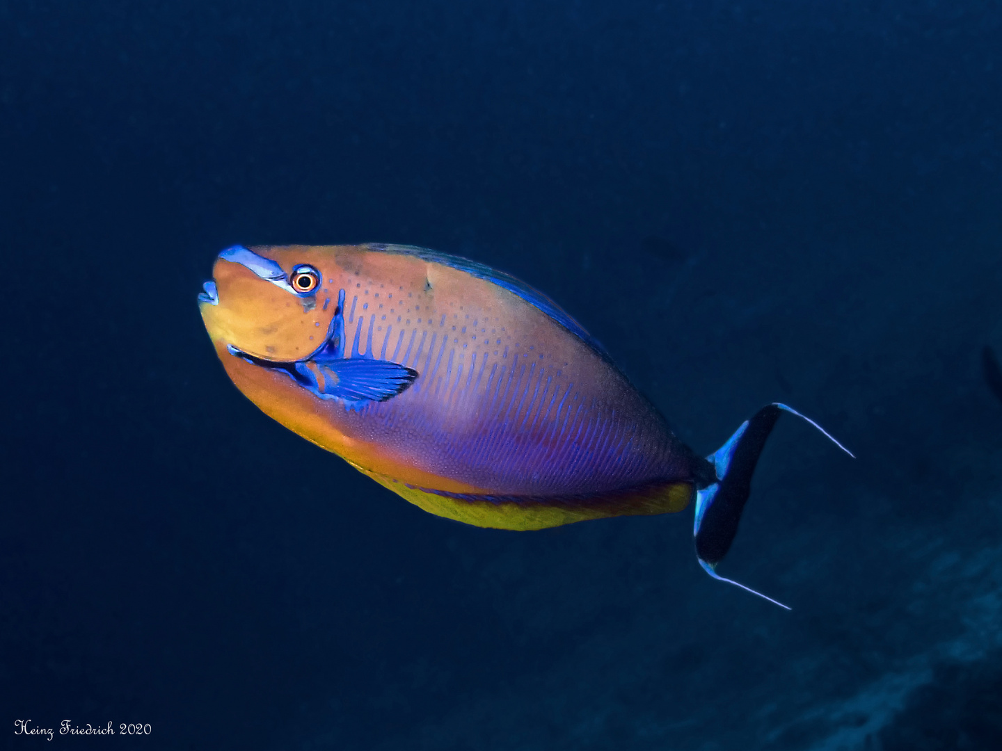 Naso vlamingii Foto & Bild | tiere, wildlife, fische Bilder auf ...