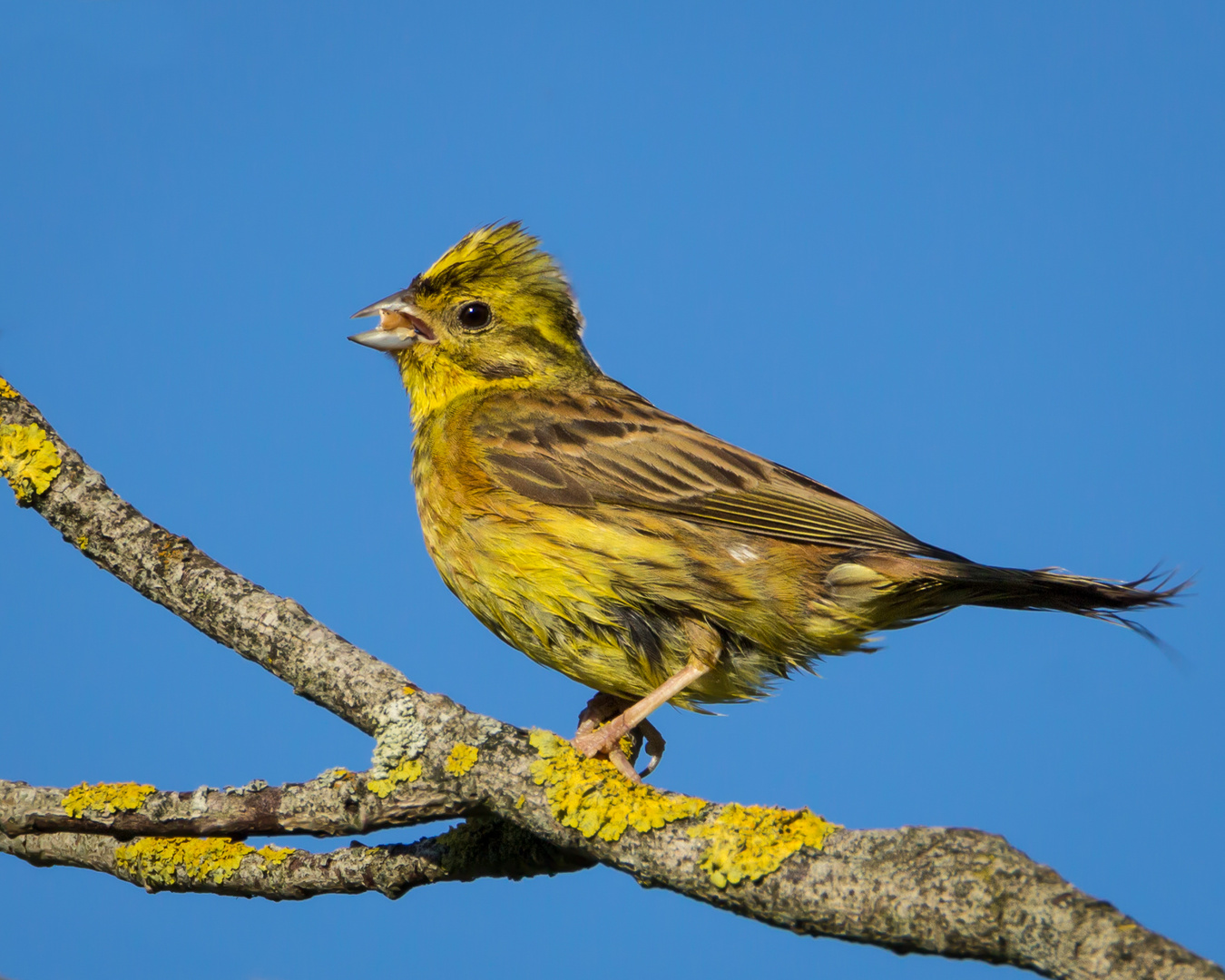Nasse Ammer Foto & Bild | natur, vögel, ammer Bilder auf fotocommunity