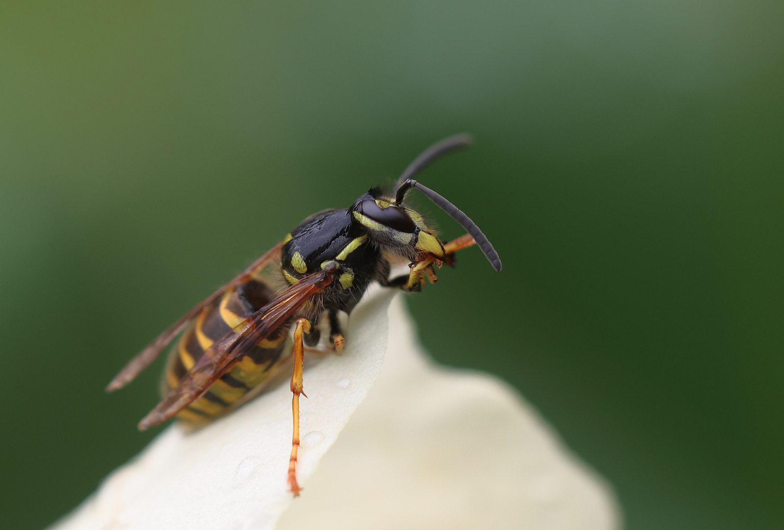 nasse Wespe...... Foto & Bild | tiere, wildlife, insekten Bilder auf ...