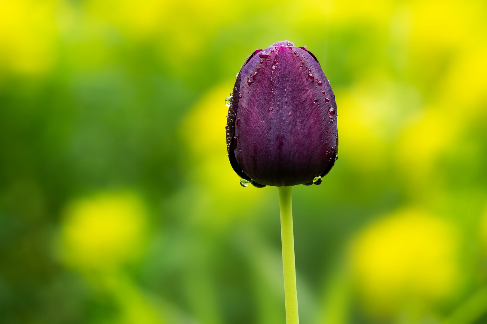 Nasser Frühling Foto & Bild | spezial, tulpen, frühling Bilder auf fotocommunity