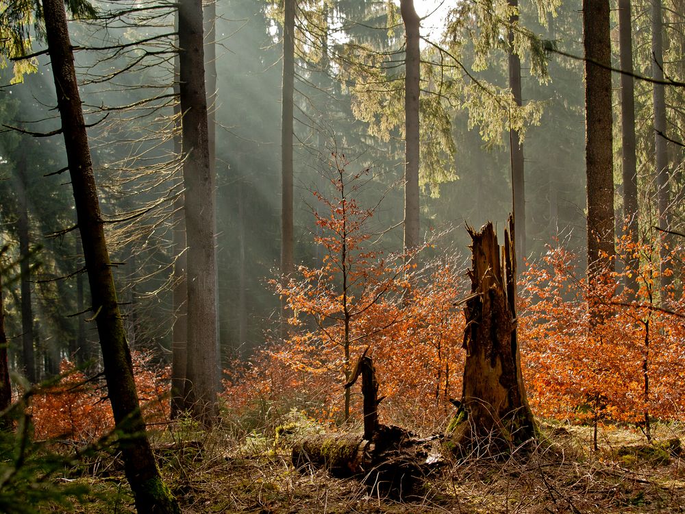 Nationalpark Harz Sonnendurchfluteter Wald Foto & Bild | wetter ...