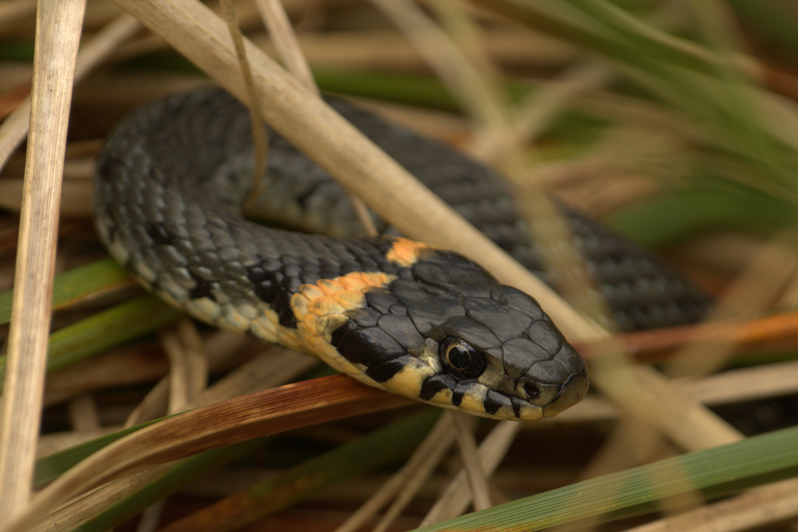 Natrix Natrix Foto & Bild | tiere, wildlife, amphibien & reptilien ...