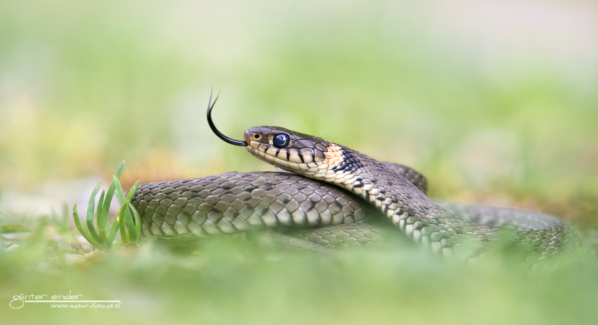 Natrix Natrix Foto & Bild | tiere, wildlife, amphibien & reptilien ...