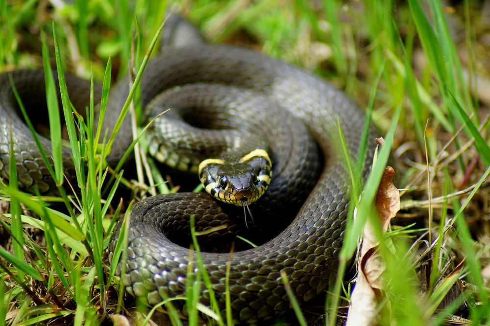 Natrix natrix Foto & Bild | tiere, wildlife, amphibien & reptilien ...