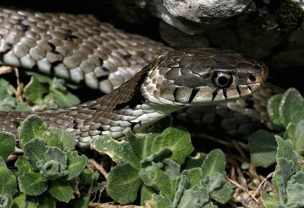Natrix natrix Foto & Bild | makro, natur, tiere Bilder auf fotocommunity