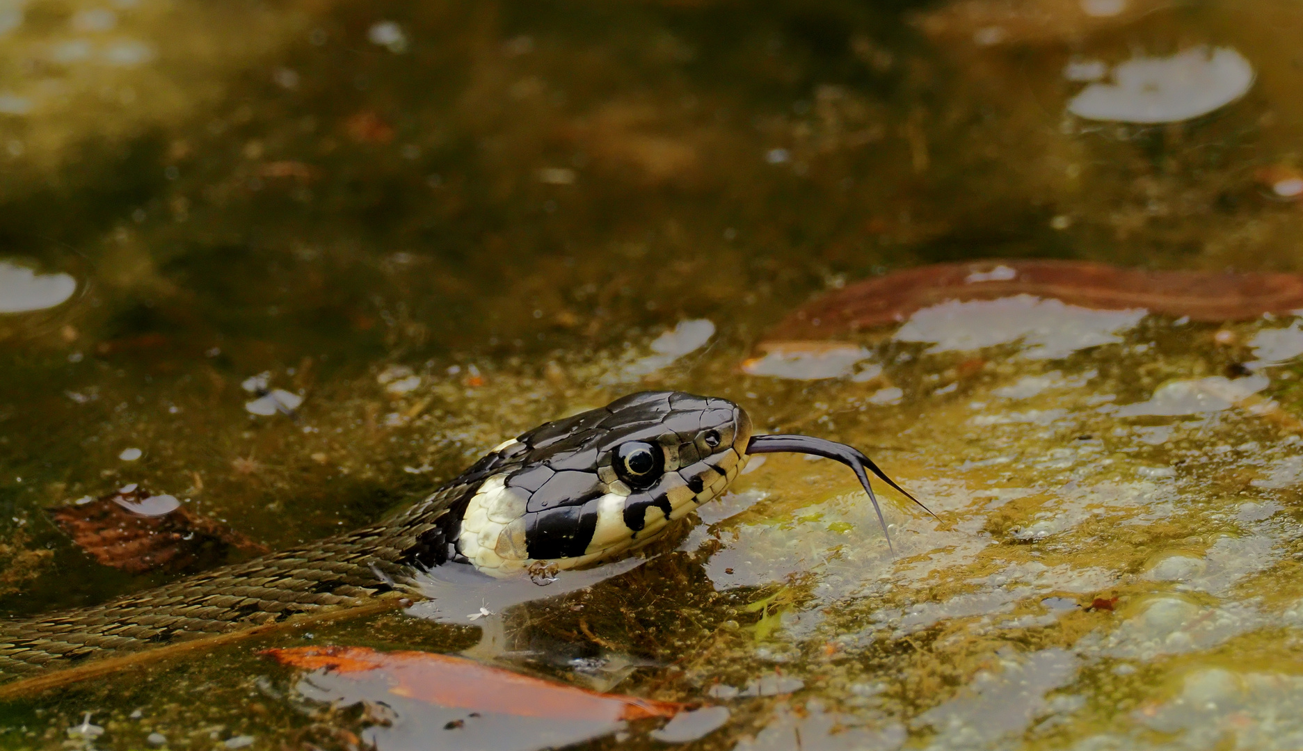 Natrix Natrix Foto & Bild | tiere, wildlife, amphibien & reptilien ...