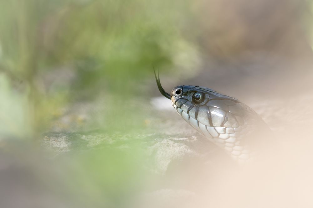 Natrix natrix durch Wildblumen Foto & Bild | tiere, wildlife, amphibien ...