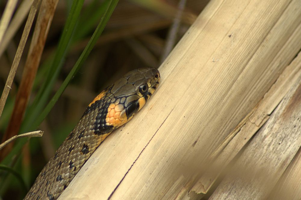 Natrix natrix Foto & Bild | natur, see, tiere Bilder auf fotocommunity