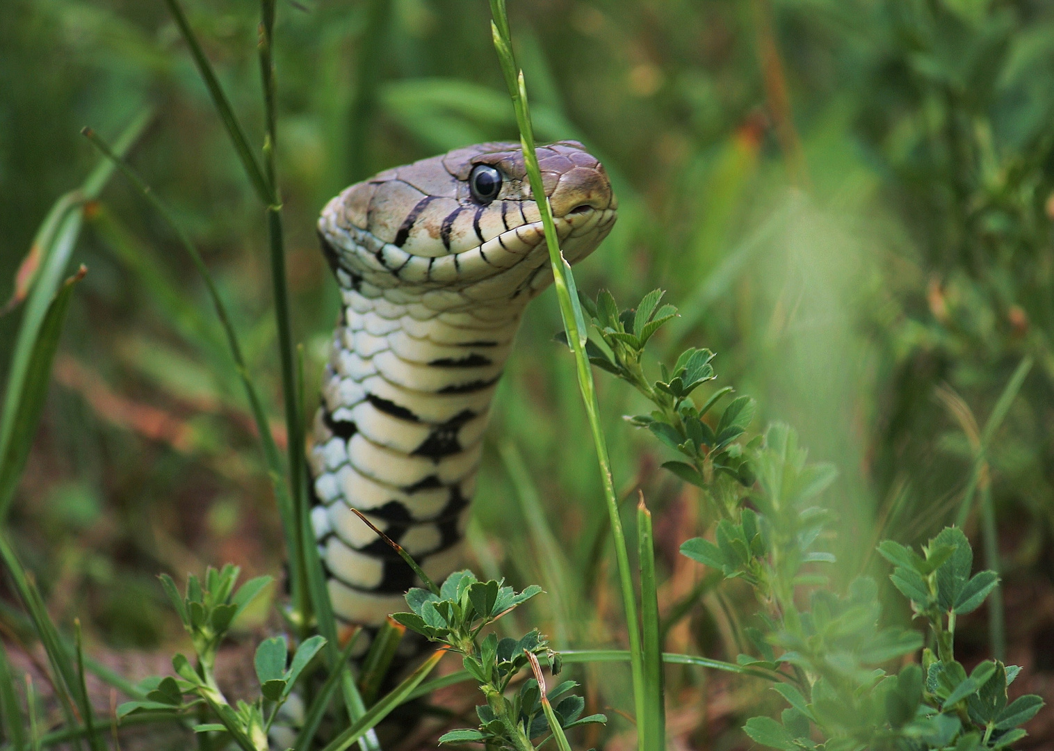 Natrix natrix helvetica Foto & Bild | tiere, wildlife, amphibien ...