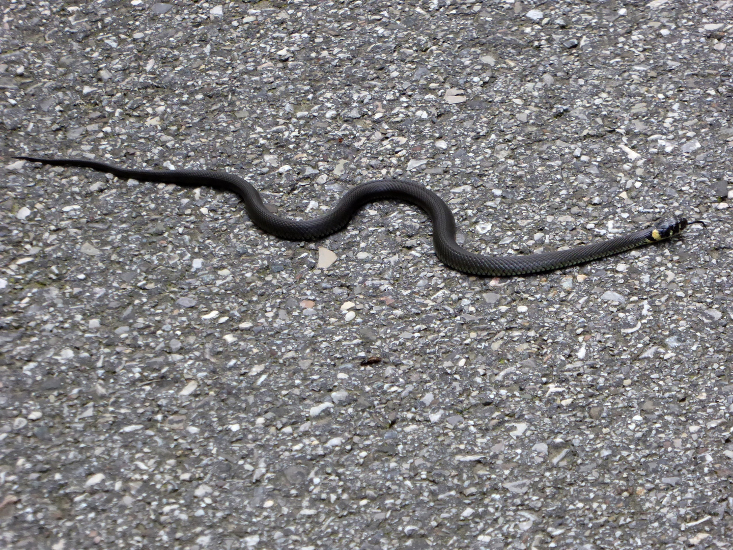Natrix-Natrix junges Ringelnatter-Mädel Foto & Bild | herbst, bayern ...