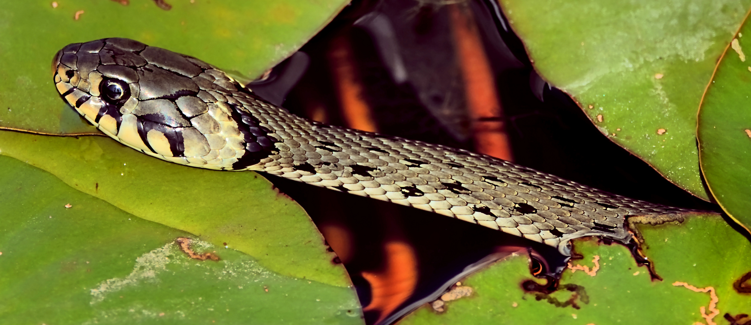 Natter Foto & Bild | tiere, wildlife, amphibien & reptilien Bilder auf ...