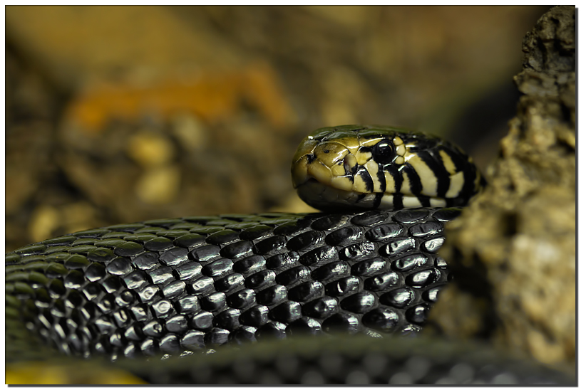 Natter Foto & Bild | tiere, zoo, wildpark & falknerei, amphibien ...