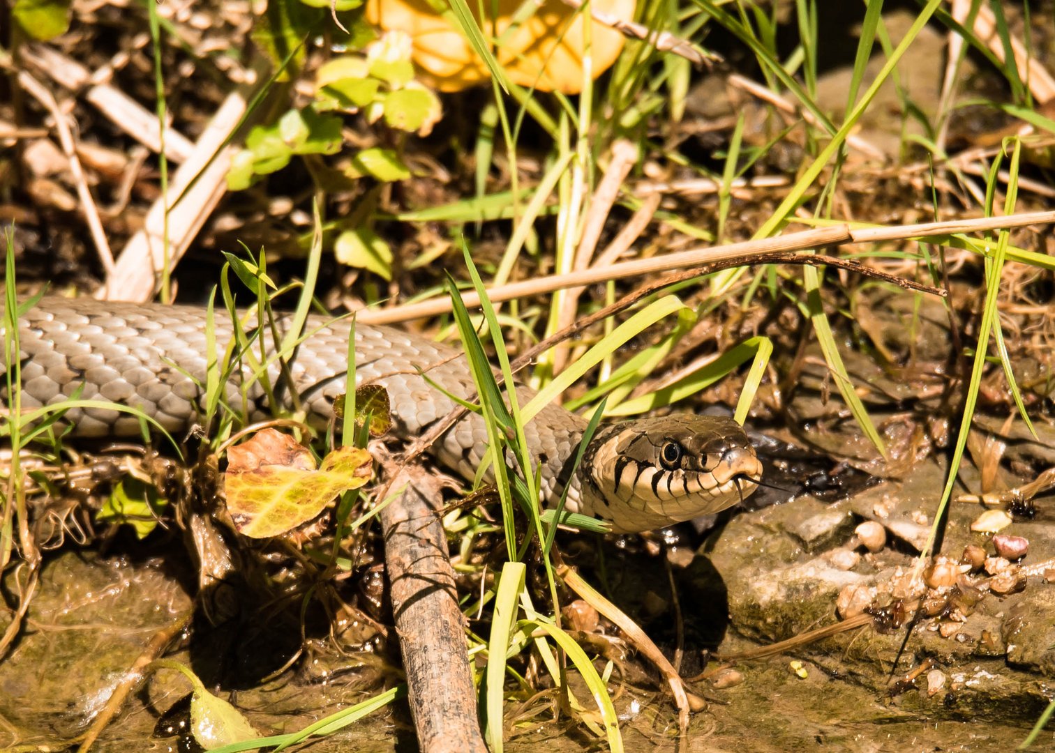 Natter Foto & Bild | landschaft, natur, bach Bilder auf fotocommunity