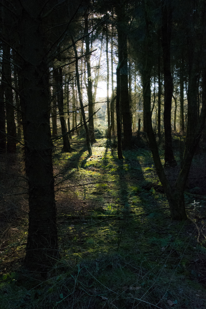 Natürlich Foto & Bild | landschaft, wald, fotos Bilder auf fotocommunity