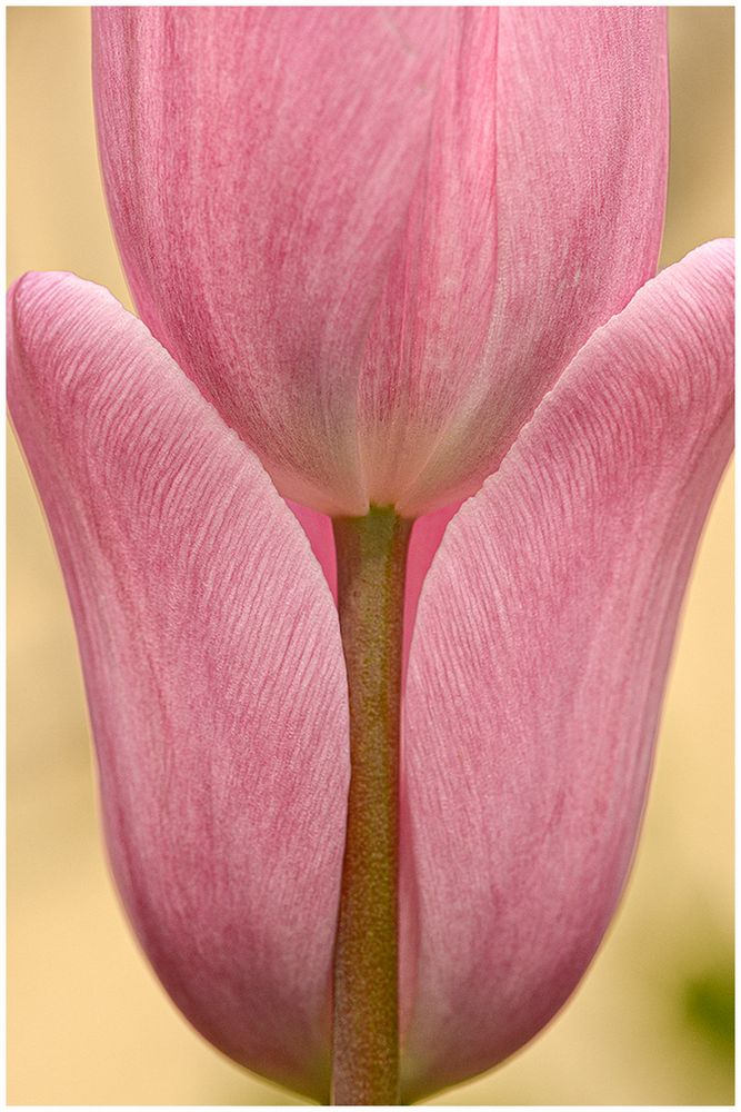natürlich Foto & Bild | spezial, tulpen, natur Bilder auf fotocommunity