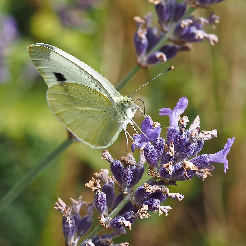 Natur-1 Foto & Bild | natur, insekten, tiere Bilder auf fotocommunity