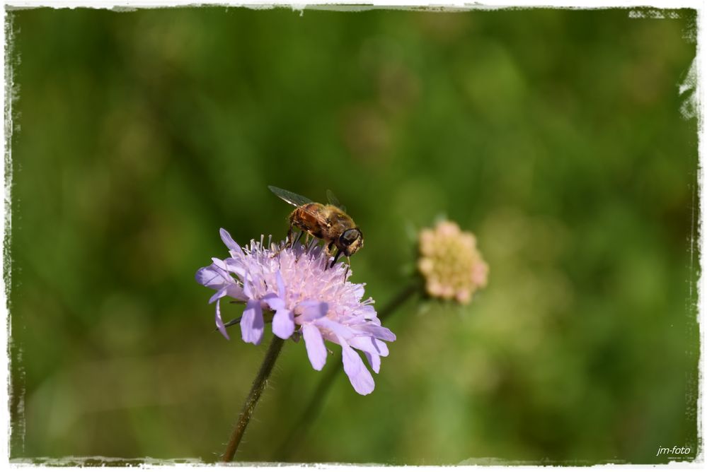Natur Foto & Bild | natur, pflanzen, insekten Bilder auf fotocommunity