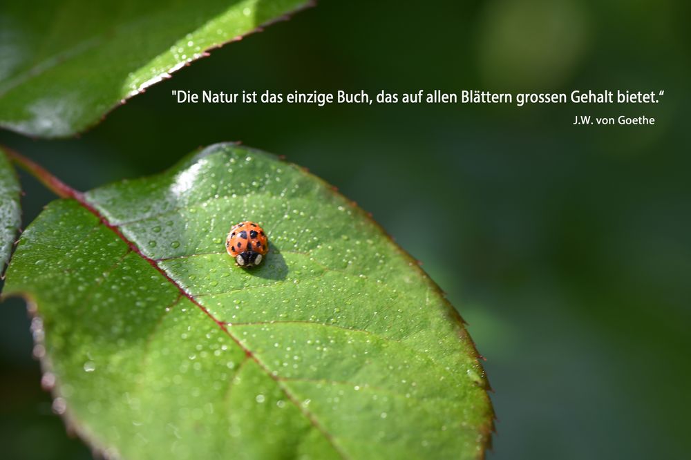 Natur 20 Foto & Bild | tagessprüche Bilder auf fotocommunity