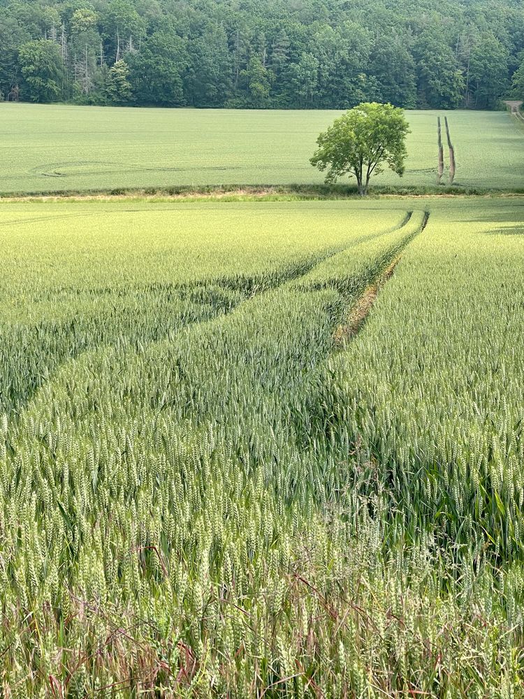 Natur Foto & Bild | landschaft, baum, natur Bilder auf fotocommunity
