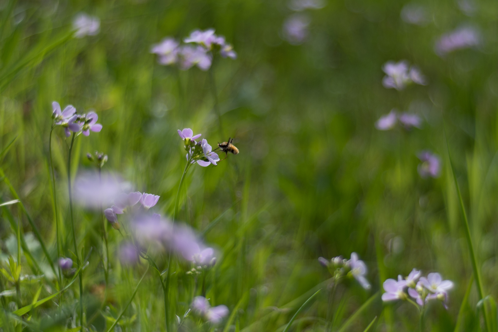 Natur Foto & Bild | allerlei, fotos, natur Bilder auf fotocommunity