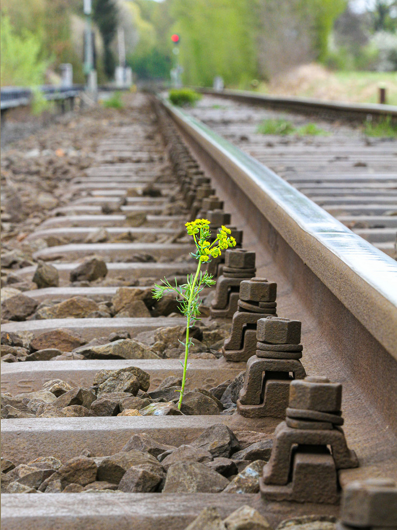 Natur am Gleis Foto & Bild | landschaft, rückkehr der natur, gleise ...