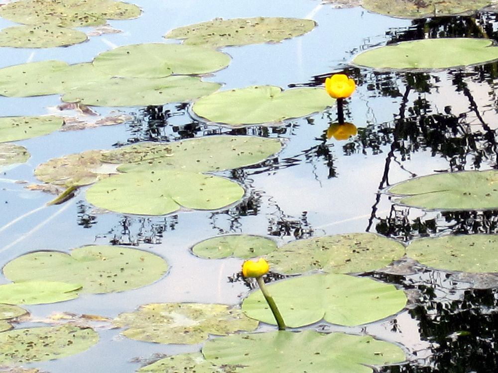 Natur am See Foto & Bild | pflanzen, pilze & flechten, blüten ...