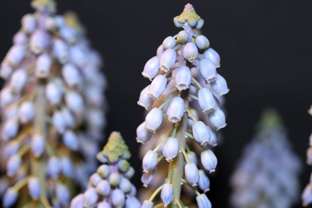 Natur ganz nah 1 Foto & Bild | nah- & makro, pflanzen, pilze & flechten ...