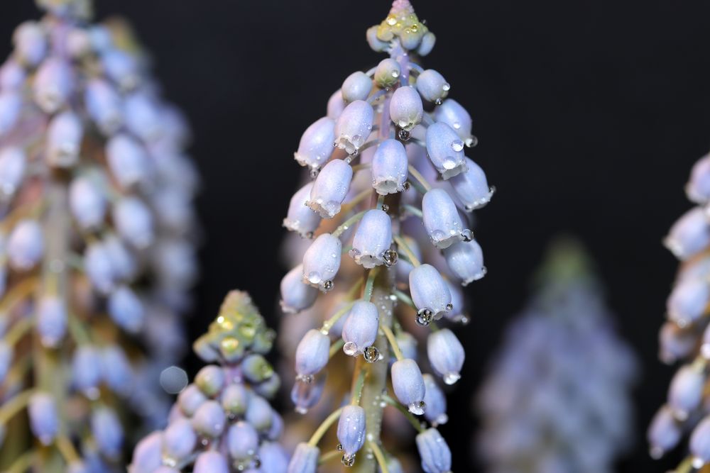 Natur ganz nah 2 Foto & Bild | nah- & makro, pflanzen, pilze & flechten ...