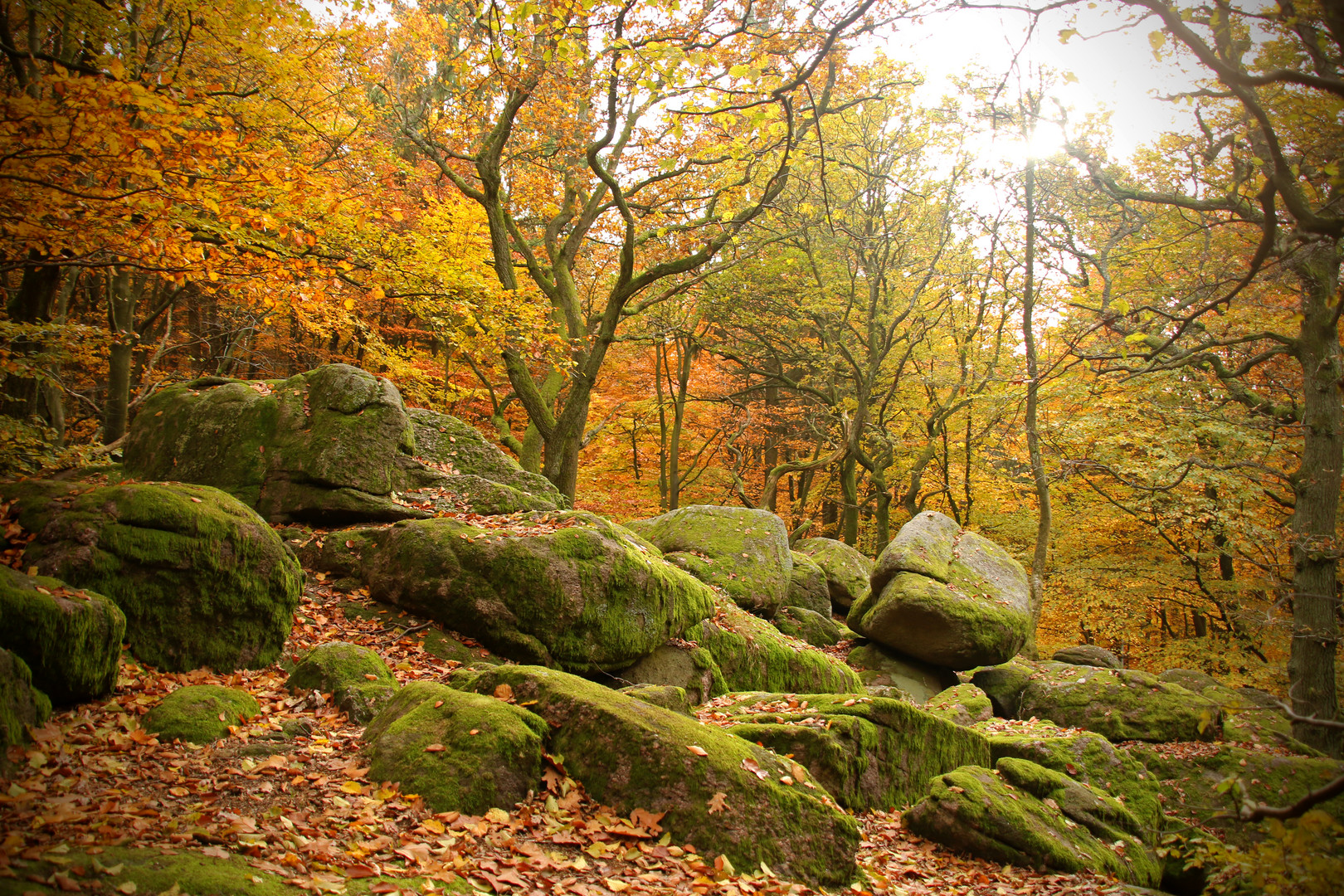 Natur im Odenwald Foto & Bild | landschaft, jahreszeiten, herbst Bilder ...