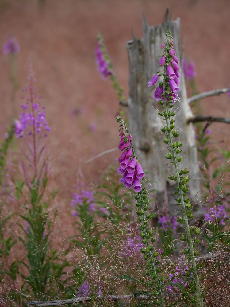 Natur im Wandel Foto & Bild | wald, natur, landschaft Bilder auf ...