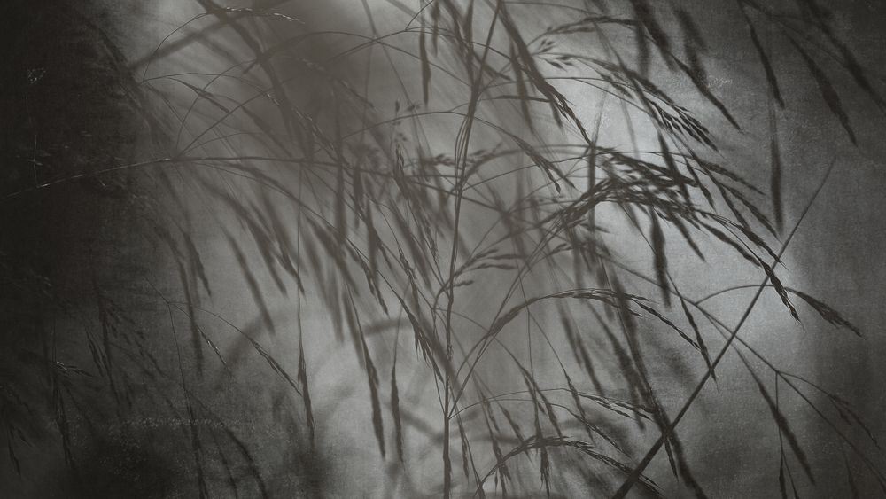 Natur-Monochrom Foto & Bild | abstraktes, jahreszeiten, sommer Bilder ...