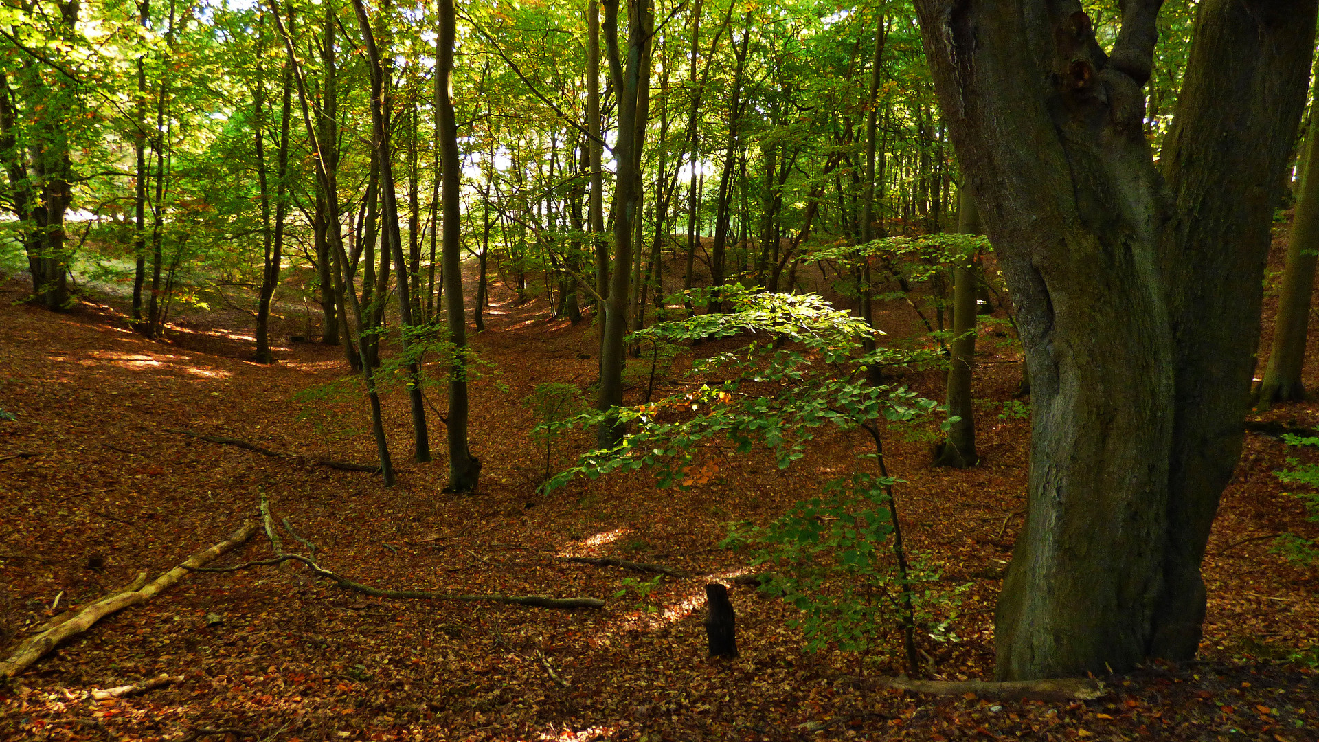 Natur pur Foto & Bild | landschaft, wald, bäume Bilder auf fotocommunity